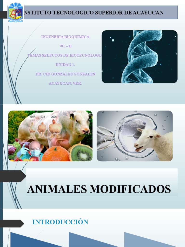 Animales Modificados | PDF | Clonación | Transgen