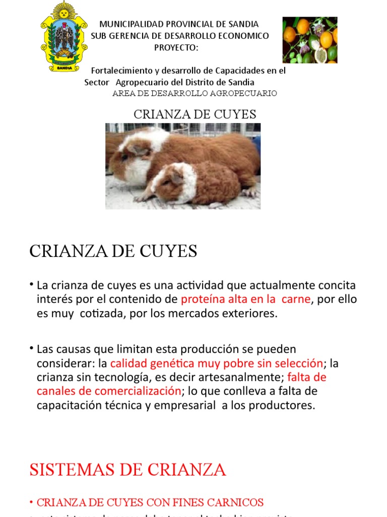 Crianza de Cuy-Sandia 2016 | PDF | Carne | Pelo