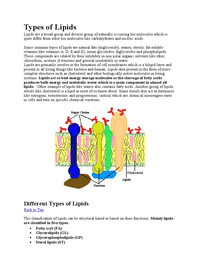 Different Types of Lipids | Download Free PDF | Phospholipid | Lipid