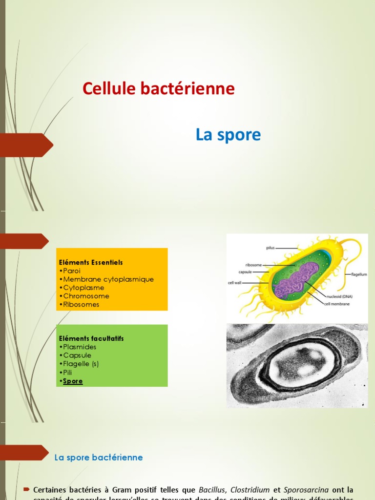 Sporulation et structure des spores bactériennes | PDF | Spore | Biologie