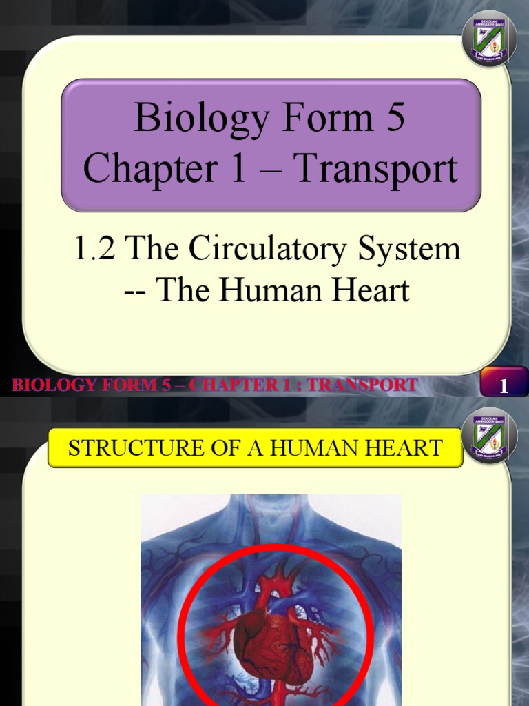 Biology Form 5 - The Human Heart | PDF | Heart | Atrium (Heart)