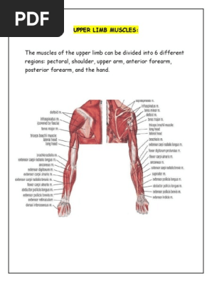 Upper Limb Muscle Diagram