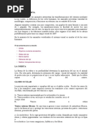 Anatomía del Ojo Bovino y Sus Partes | PDF | Ojo humano | Ojo