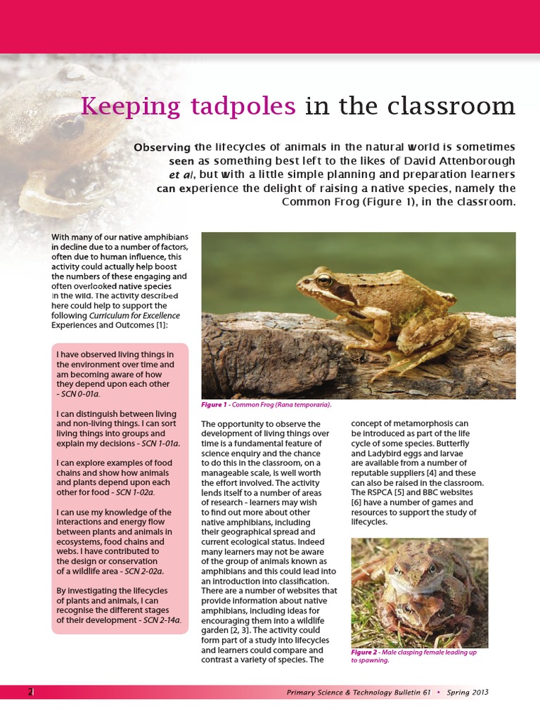 The Tadpoles in A Classroom | PDF | Frog | Spawn (Biology)