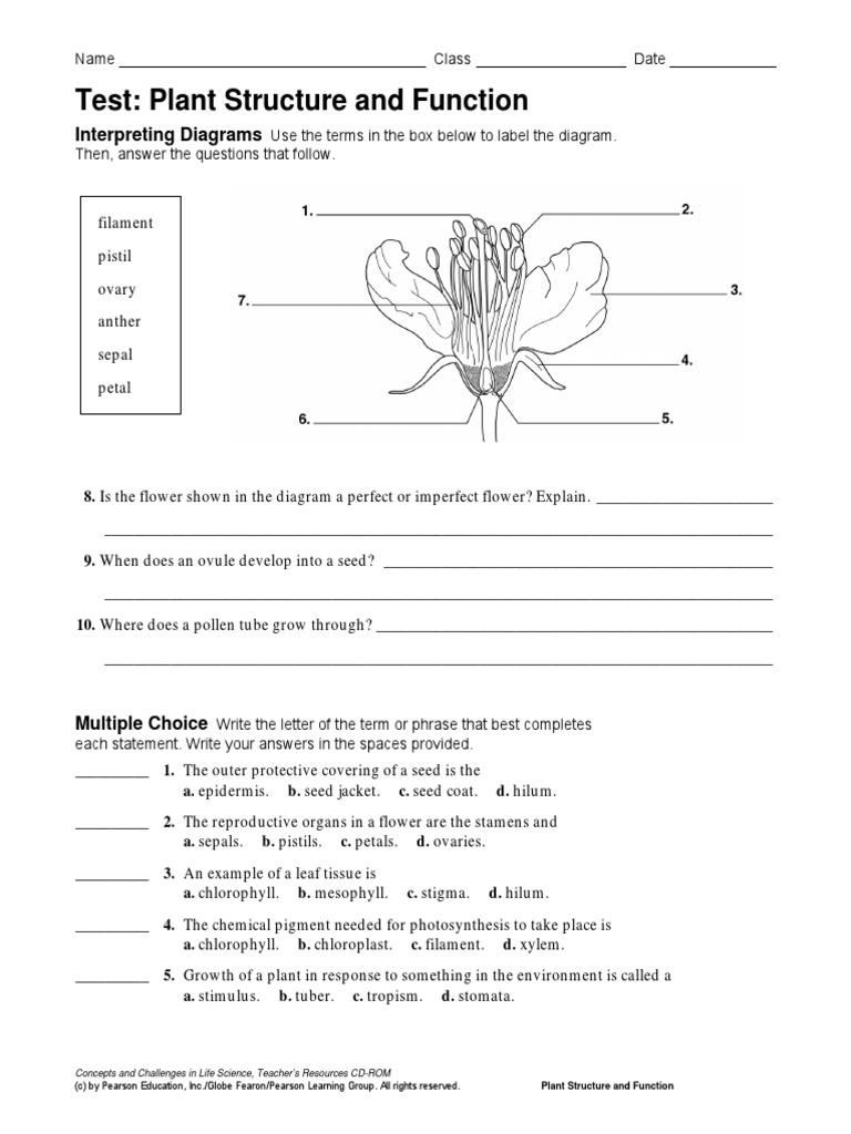 Plant Structure And Function Interpreting Diagrams PDF Leaf Flowers