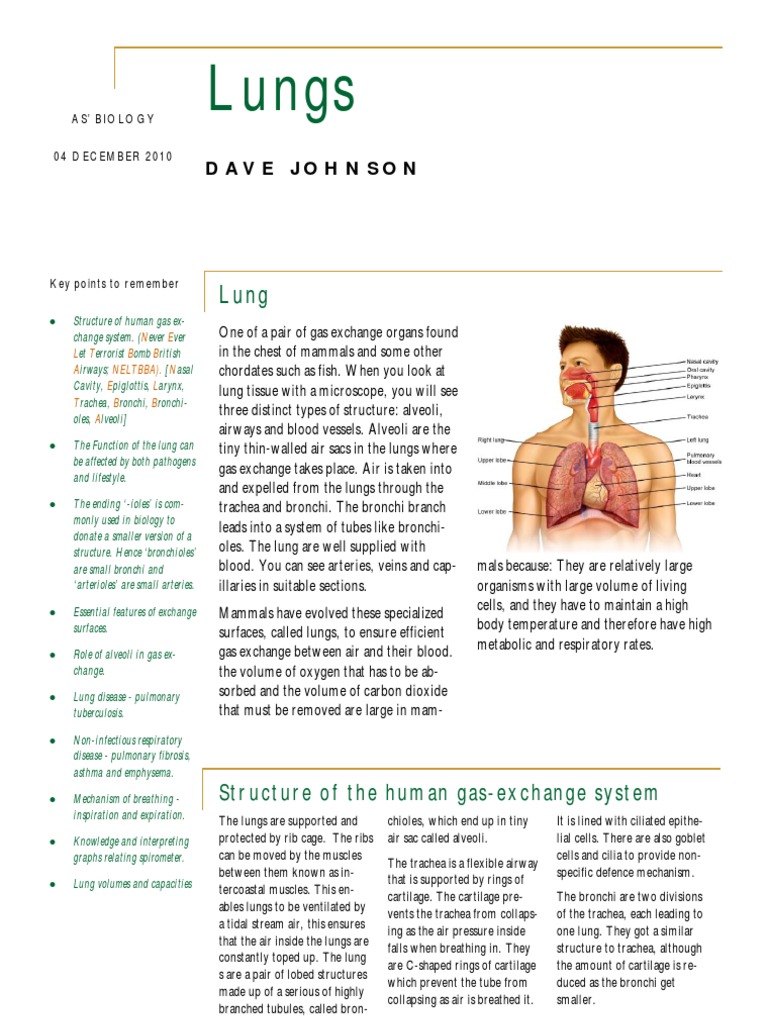 Lung Summary leaflet | Lung | Respiratory Tract