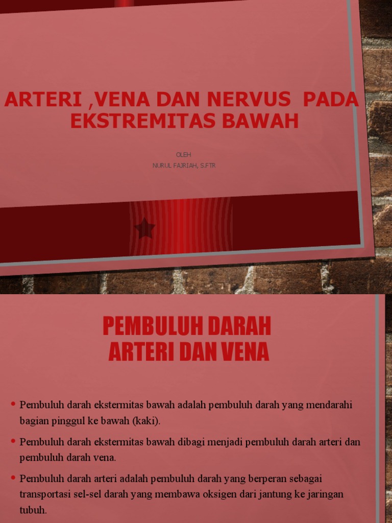 Arteri dan Vena pada Ekstremitas Bawah | PDF