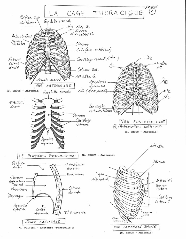 1-La Paroi Thoracique SCHEMAS PDF | PDF