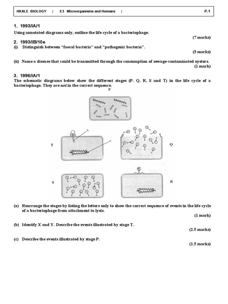 E3 - Microorganisms and Humans | PDF | Microorganism | Bacteria