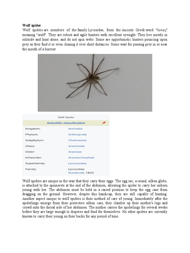 SPIDERS | PDF | Spider | Nature