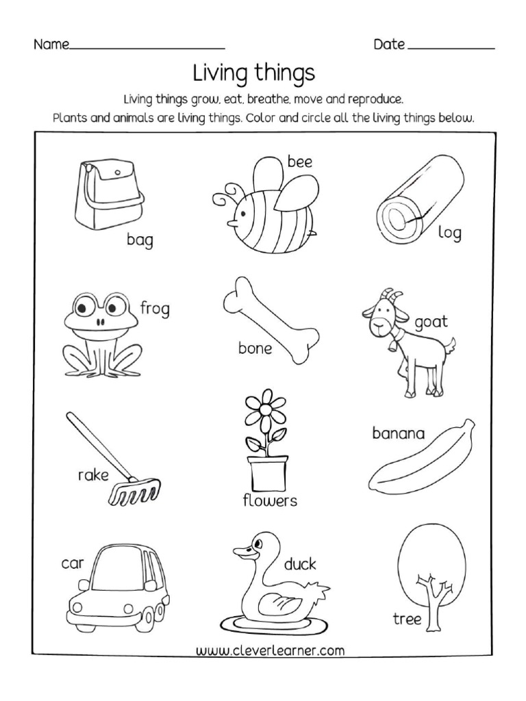 Living Things Pre K Worksheets PDF | PDF