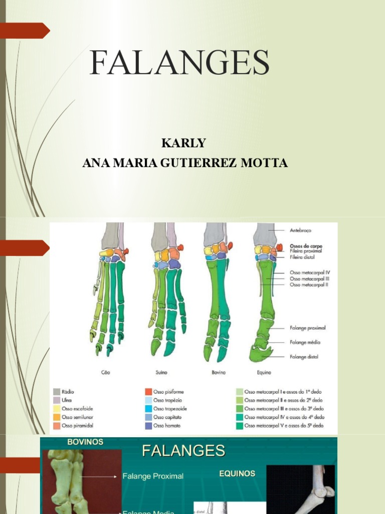 Anatomía de Falanges en Animales | PDF