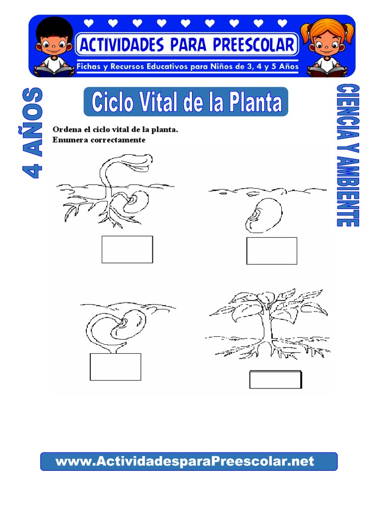 Ciclo Vital de La Planta para Niños de 4 Años | PDF