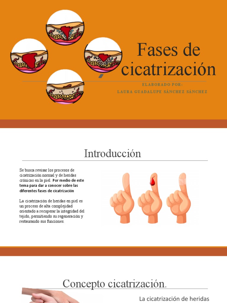 Fases de la Cicatrización de Heridas | PDF | Cicatrización de la herida ...