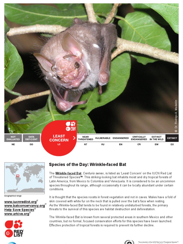 Centurio Senex | PDF