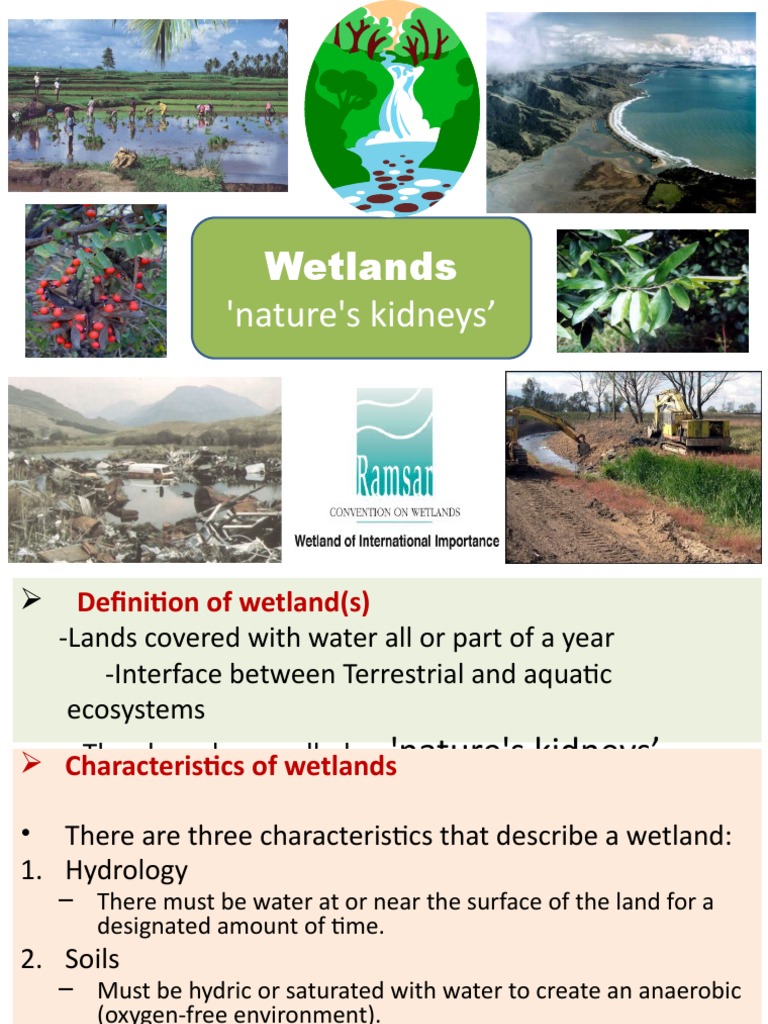 Wetlands 'Nature's Kidneys' | PDF | Wetland | Flood