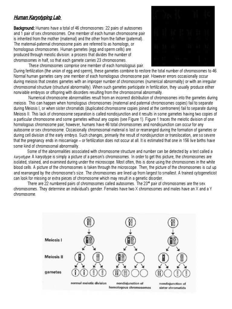 Karyotype Activity Good | Chromosome | Karyotype