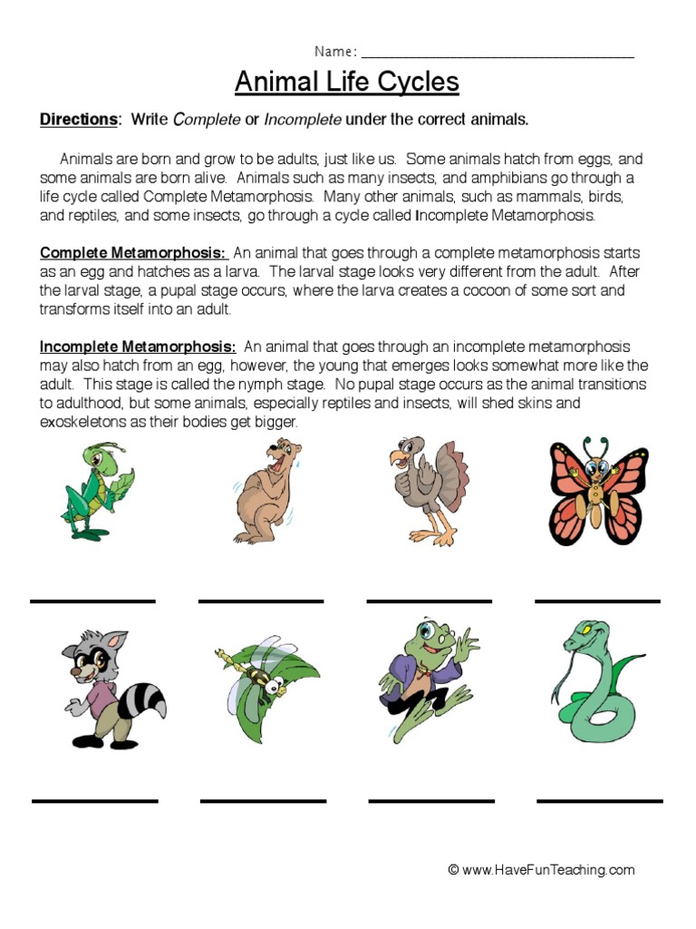 Animal Life Cycles Worksheet | PDF