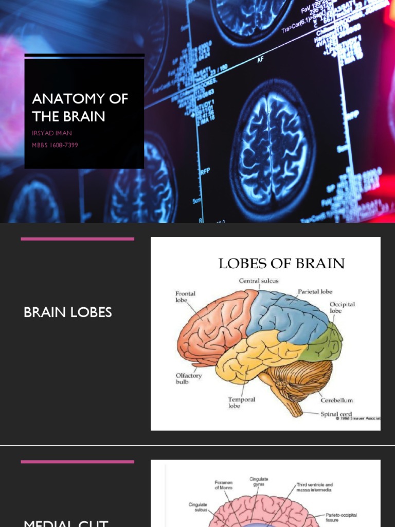 Anatomy of The Brain | PDF | Brain | Organ (Anatomy)