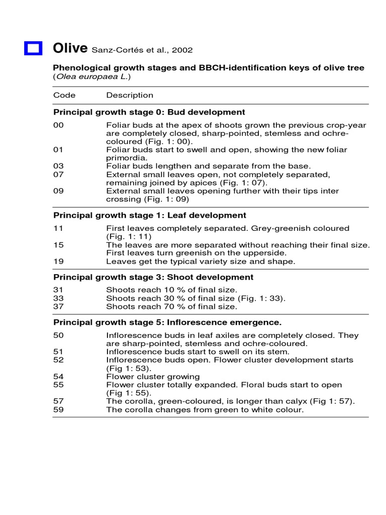 Olive: Phenological Growth Stages and BBCH-identification Keys of Olive ...