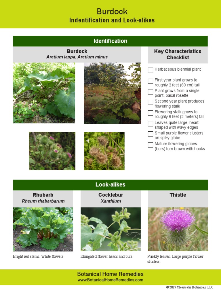 Indentification and Look-Alikes: Burdock Key Characteristics Checklist ...