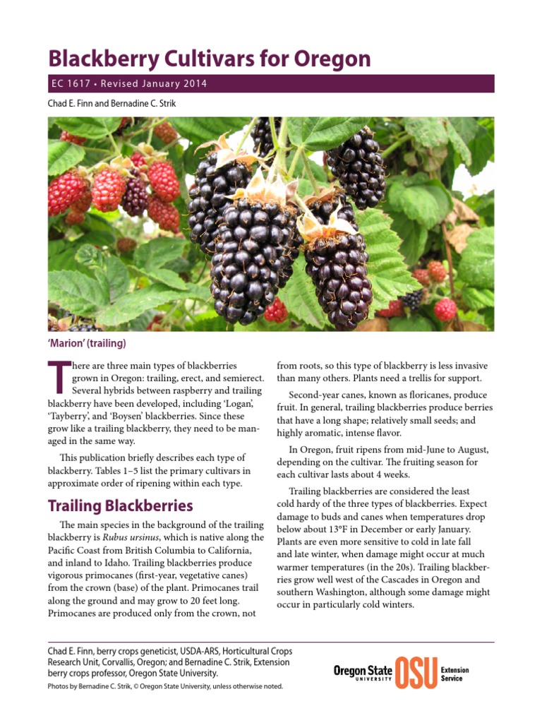 Blackberry Cultivars for Oregon: A Guide to Trailing, Erect, and ...