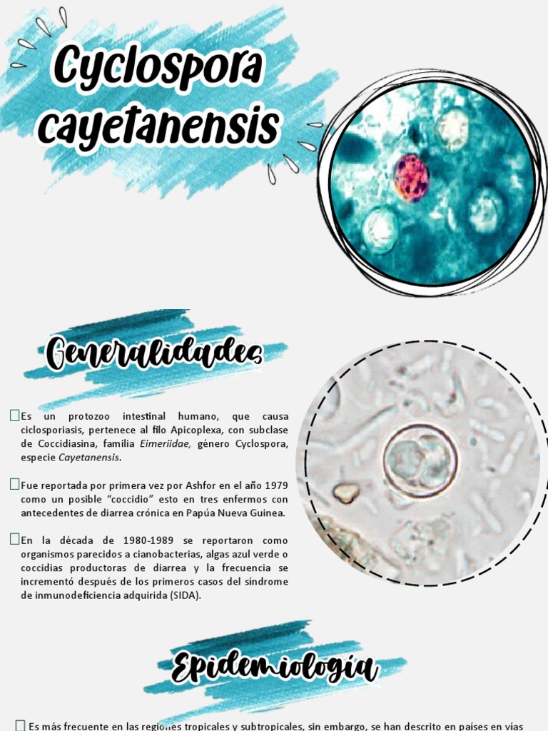 Morfología y tratamiento de Cyclospora | PDF | Medicina CLINICA ...
