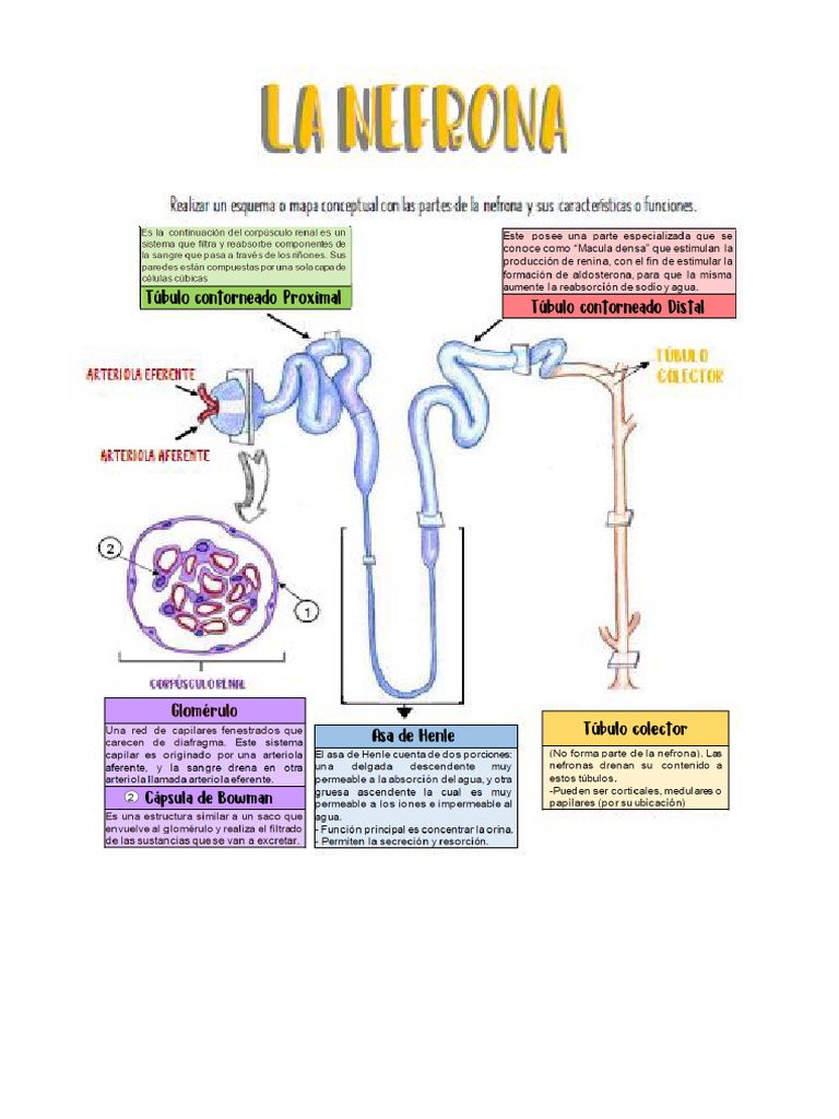 Fisiologia de Nefrona Partes | PDF
