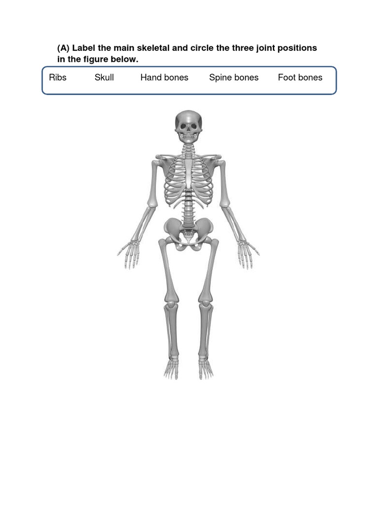 Exercise Y5 SC SK (Unit 2) | PDF | Blood | Circulatory System