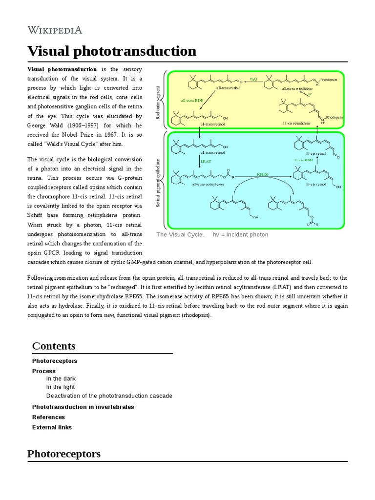 Visual Phototransduction Is The Sensory | PDF | Retinal | Nutrients