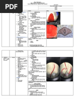 Immature Amphistomes and Pathogenesis | PDF