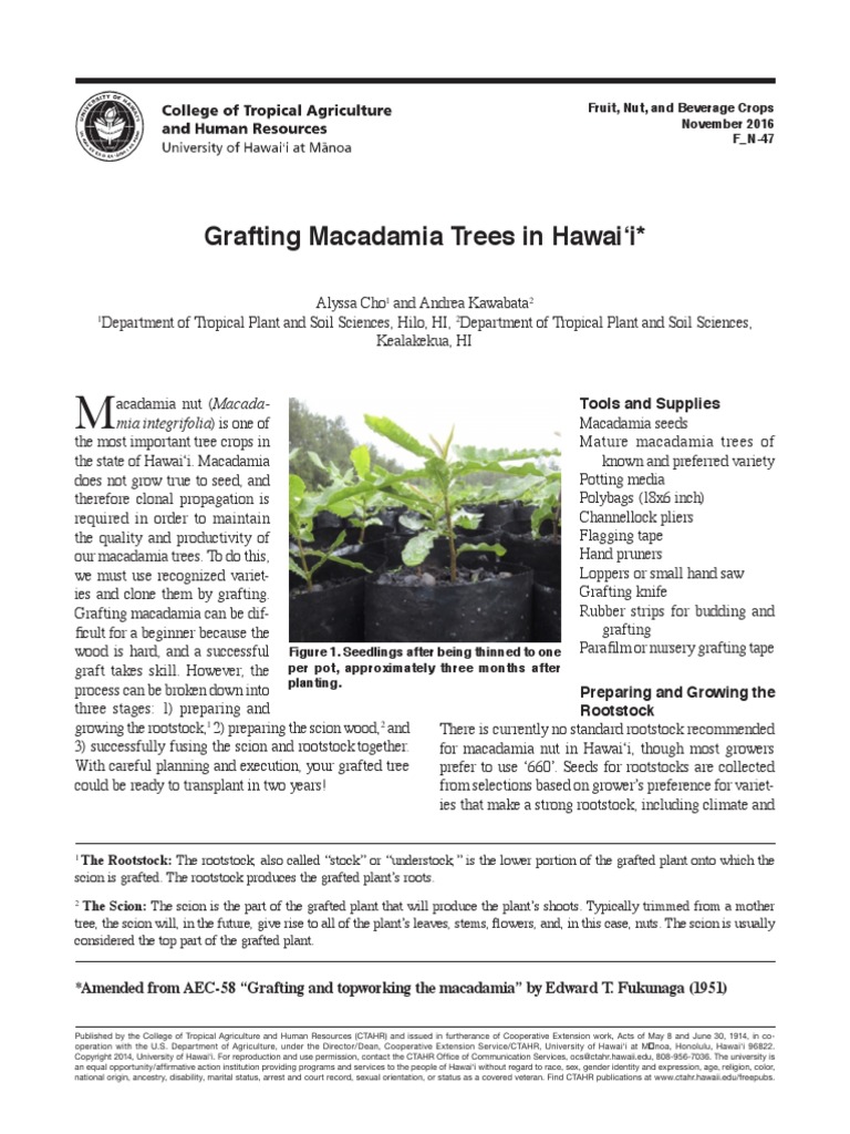 Grafting Macadamia Trees in Hawai I : Mia Integrifolia) Is One of | PDF ...
