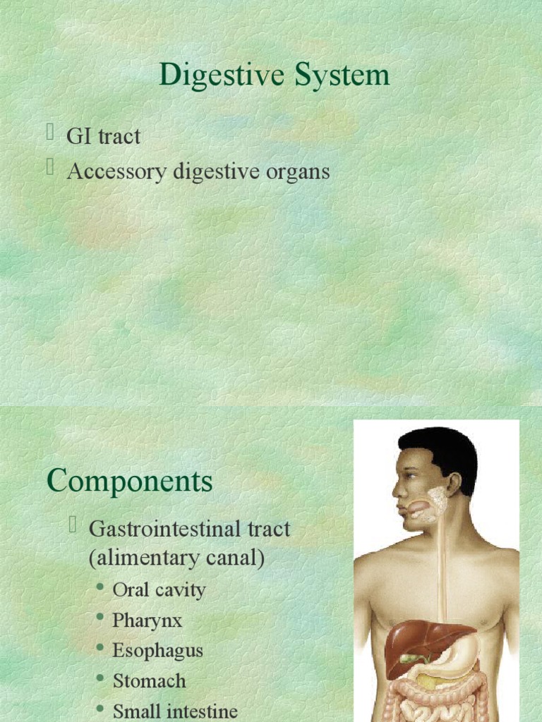 Digestive System: GI Tract Accessory Digestive Organs | PDF | Stomach ...