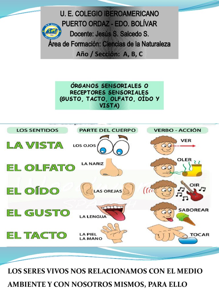 Órganos Sensoriales y Sus Funciones | PDF | Olfato | Gusto