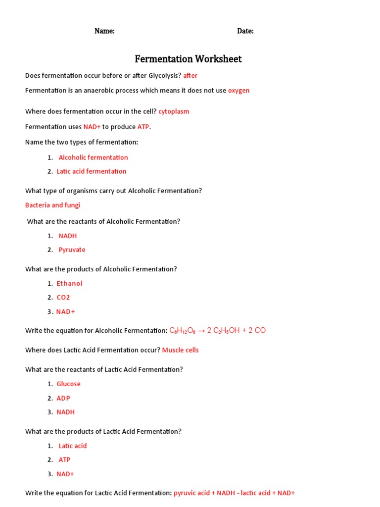 Fermentation Worksheet: After Oxygen Cytoplasm Nad+ ATP | PDF