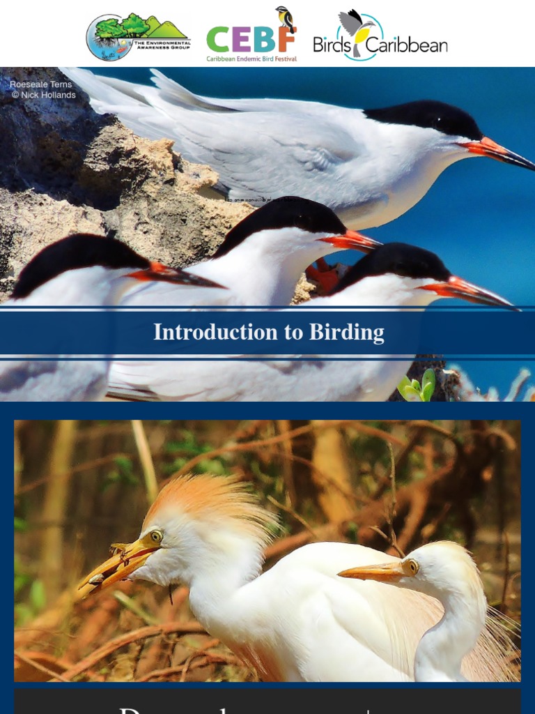 Introduction To Birding - Birding For Beginners PDF | PDF | Birds | Beak