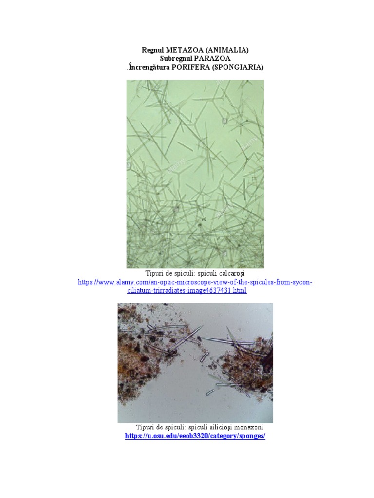 Sponges: Types and Classifications | PDF