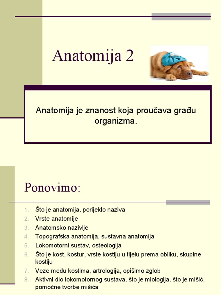 Probavni Sustav (Apparatus Digestorius) | PDF