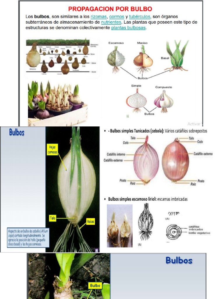 Plantas Bulbosas | PDF | Bulbo | Tallo de la planta