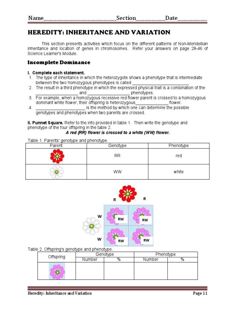 HEREDITY Workbook PDF | PDF | Genotype | Dominance (Genetics)