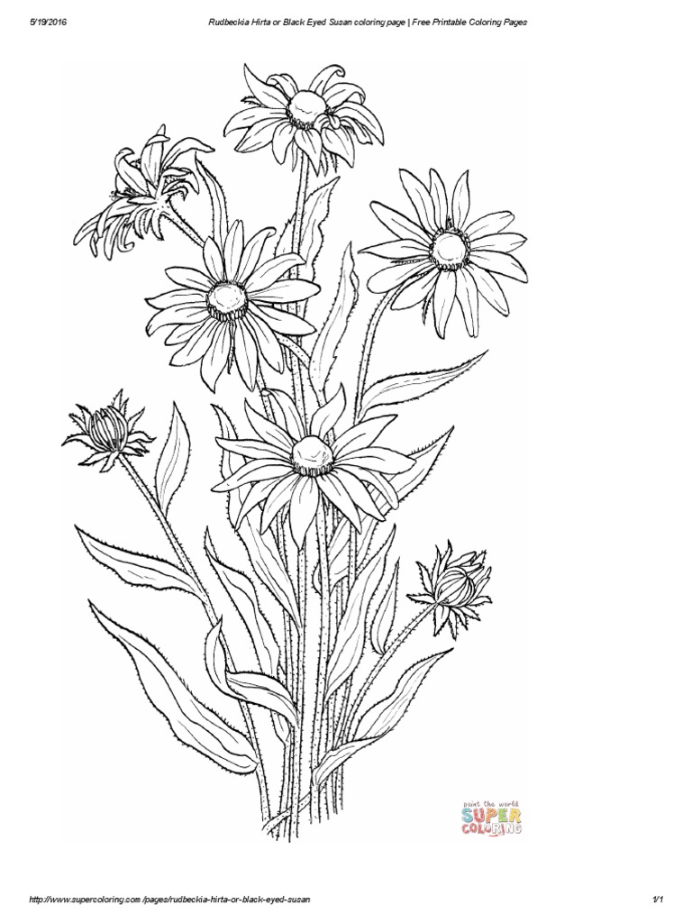 Rudbeckia Hirta or Black Eyed Susan Coloring Page - Free Printable ...