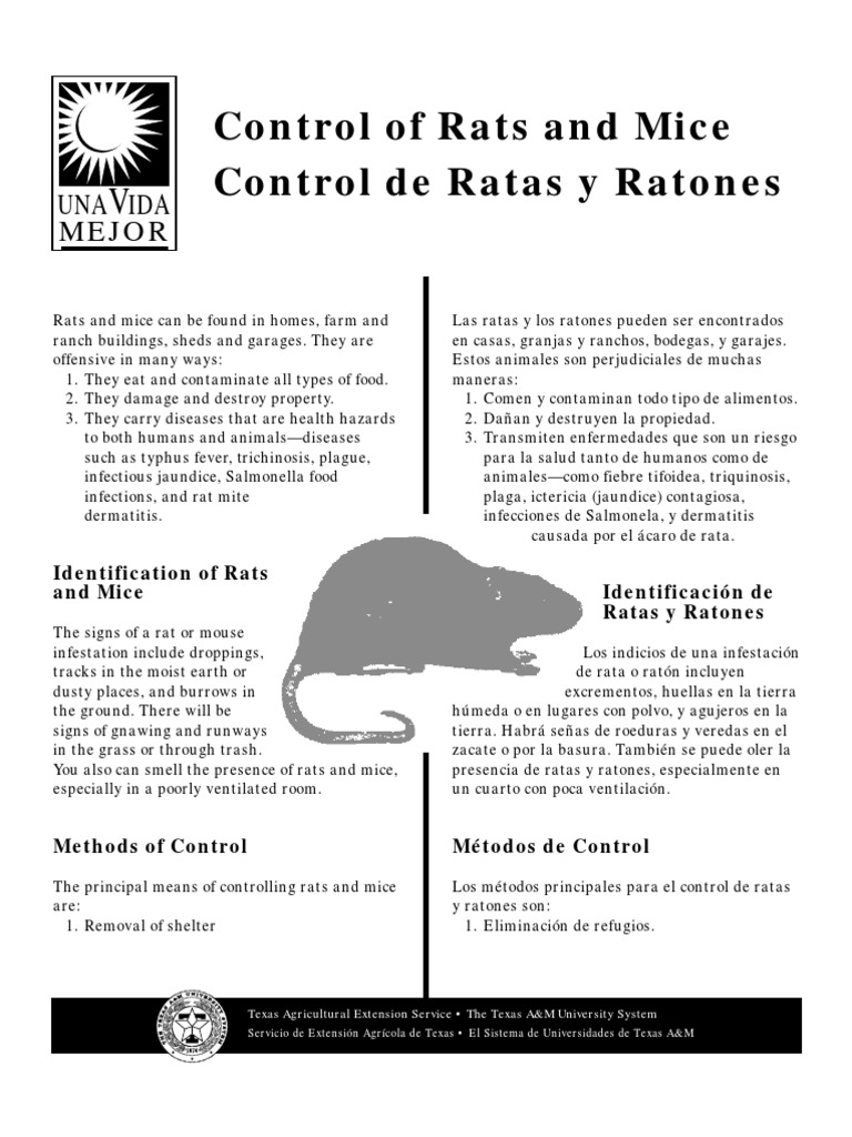Control de Ratas y Ratones Efectivo | PDF | Rata | Roedor