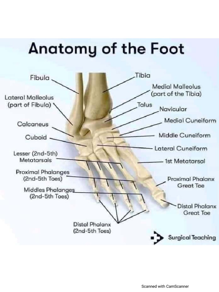 anatomy of foot.pdf