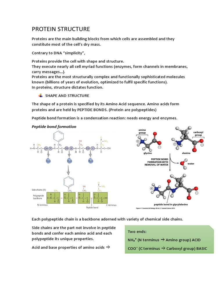 Protein Structure: Peptide Bond Formation | PDF | Protein Folding ...