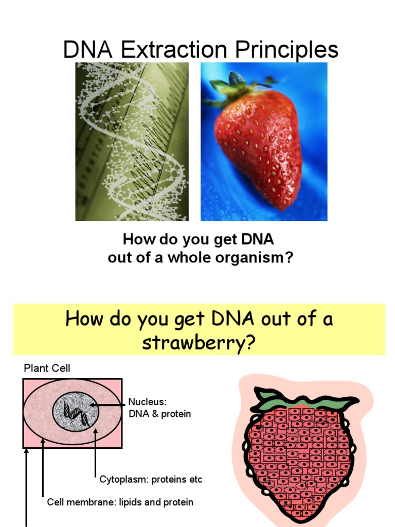 DNA Extraction Principles: How Do You Get DNA Out of A Whole Organism ...