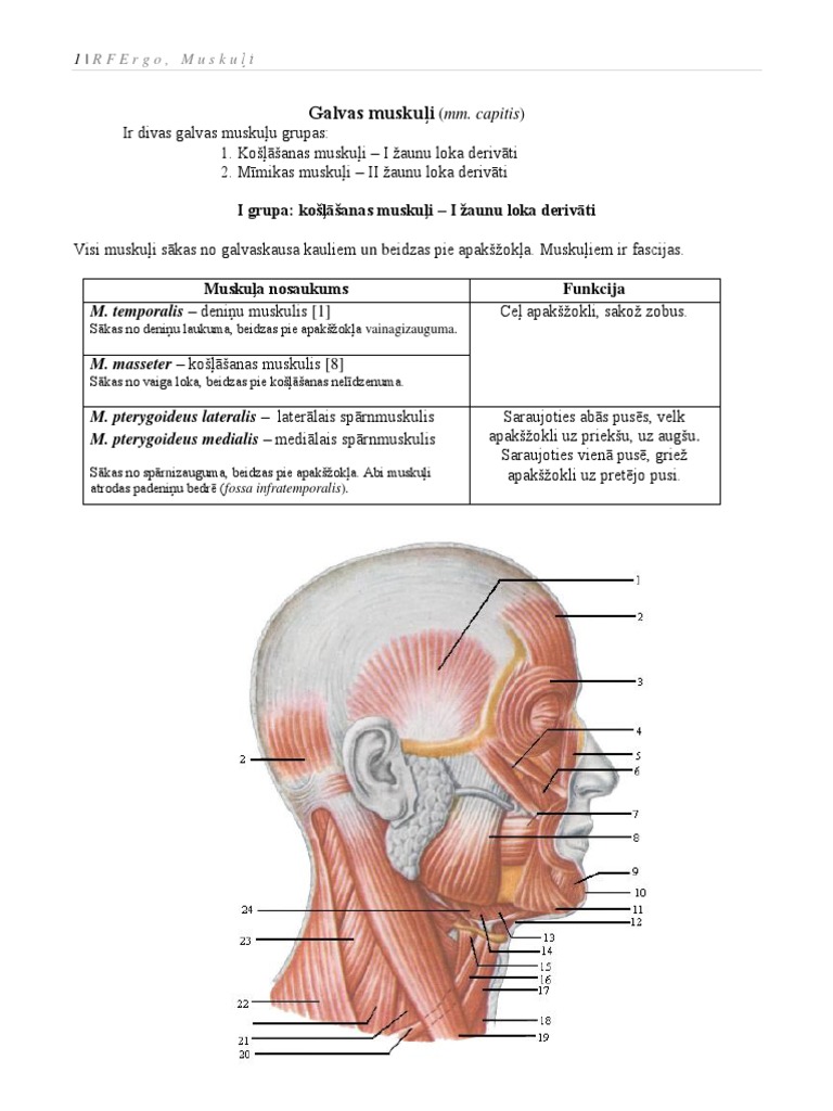 Muskuli | PDF