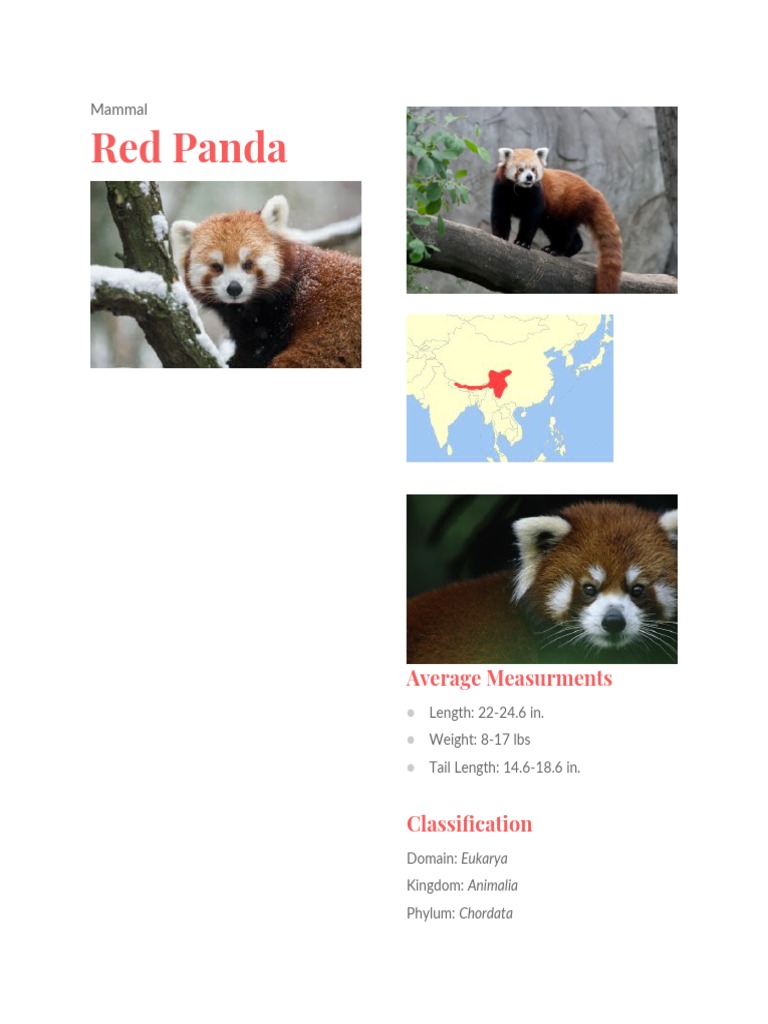 Red Panda | PDF