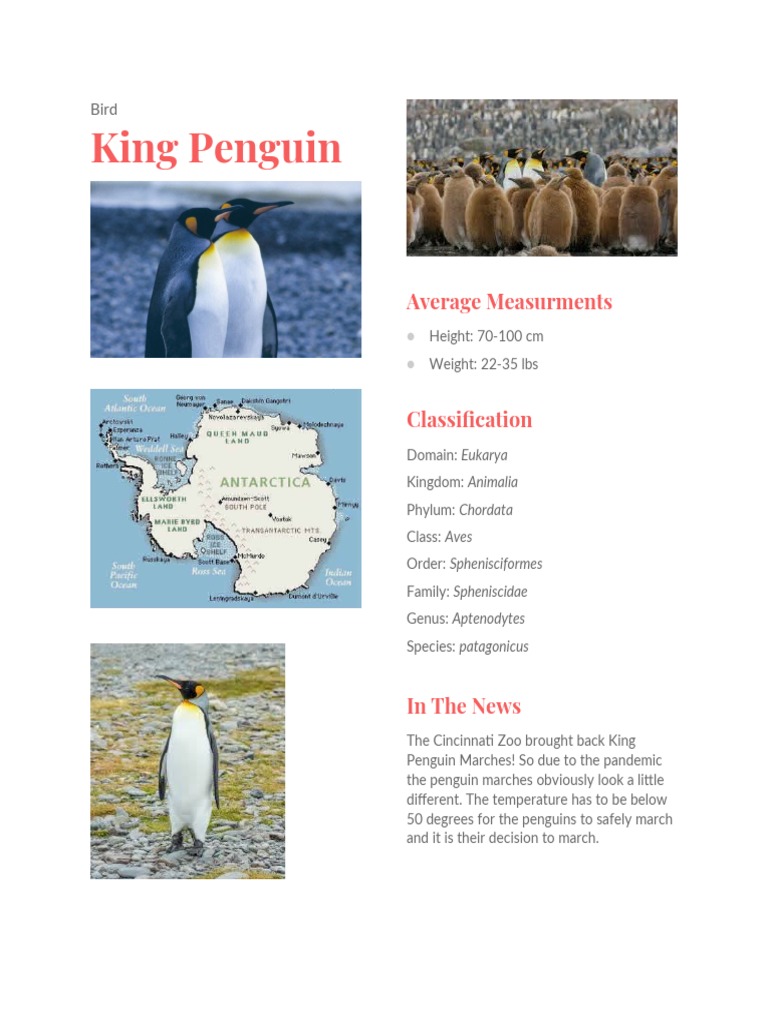 Penguin | PDF