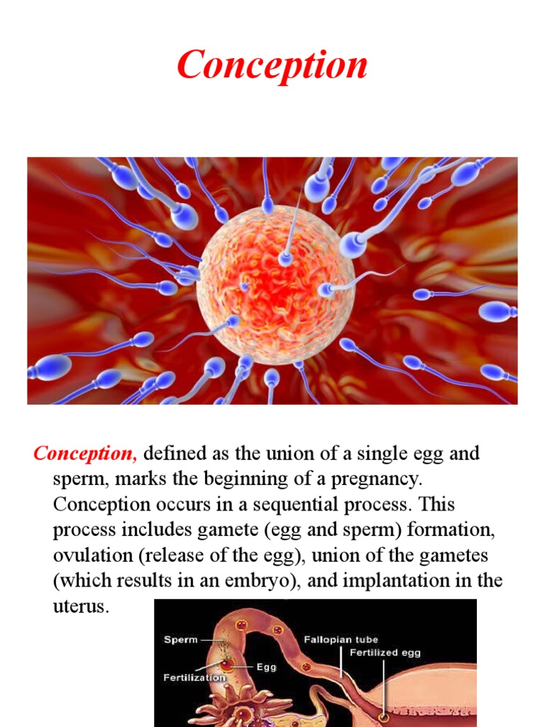 The Process of Conception, Fertilization, Implantation and Early ...