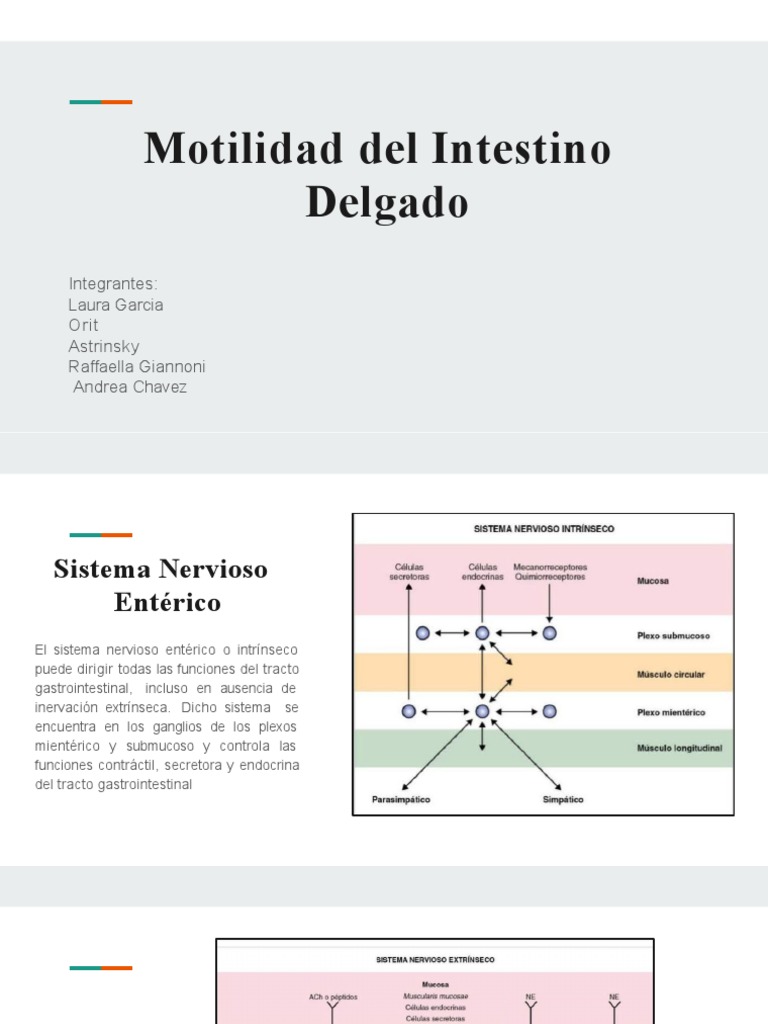 Motilidad Del Intestino Delgado | PDF | Tracto gastrointestinal ...